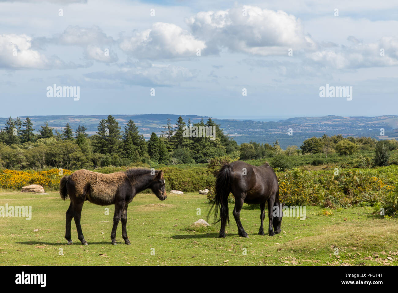 Dartmoor pony england uk hi-res stock photography and images - Alamy
