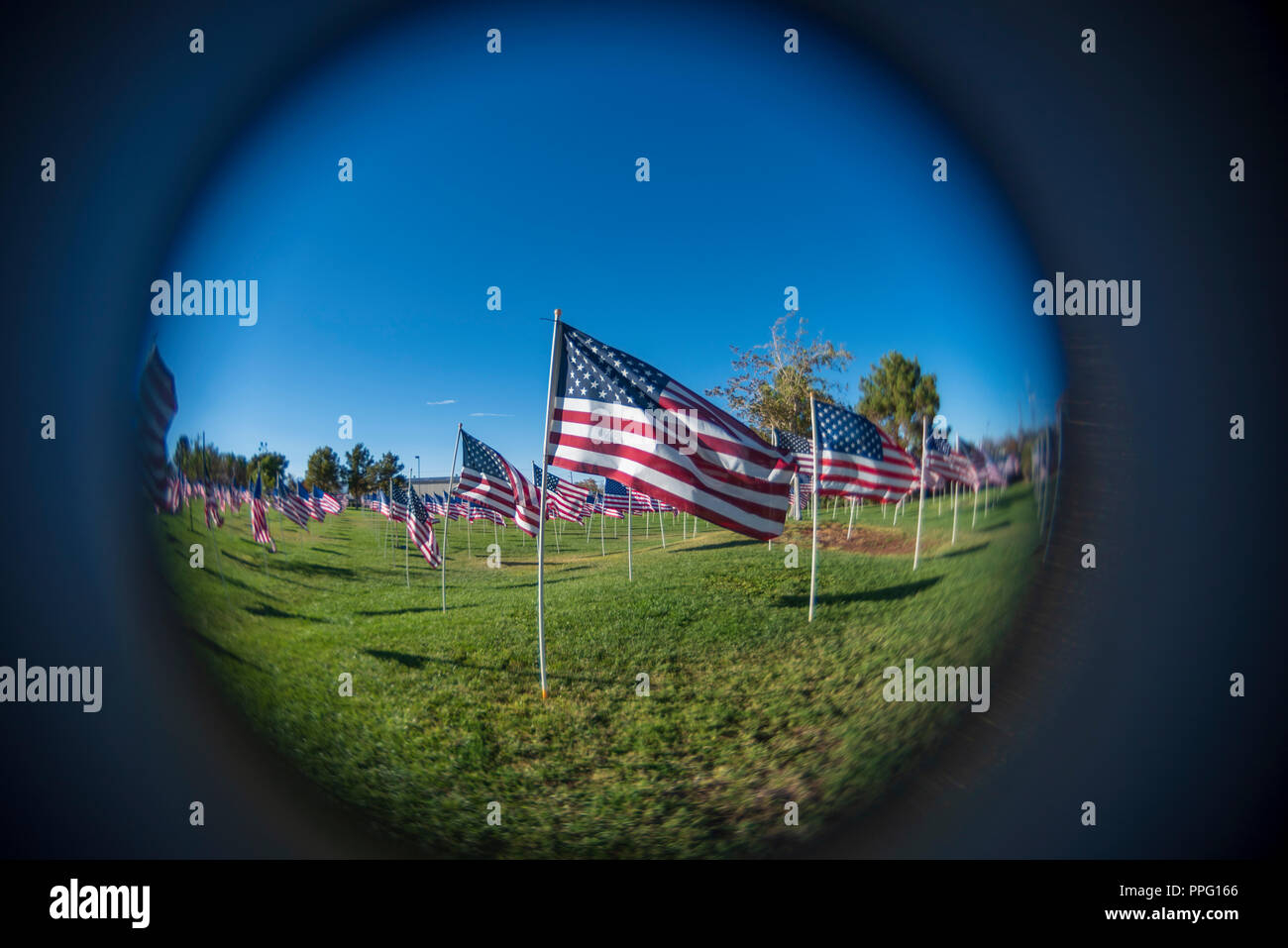 Low to green grass fish eye view of hundreds of American flags in a ...