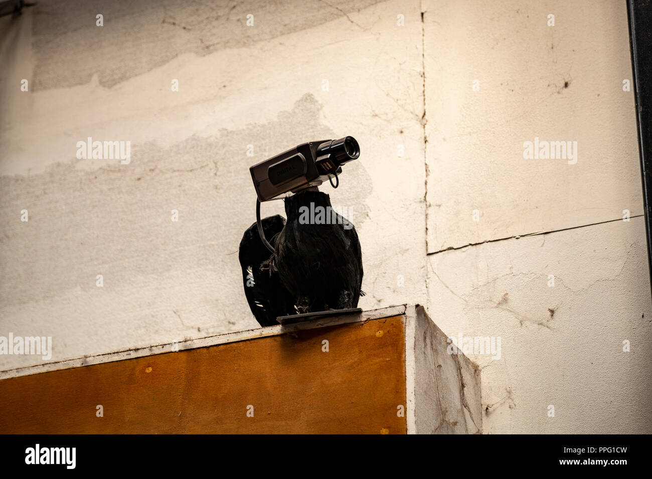 Crow dissected converted into CCTV camera in the workplace for artists ...