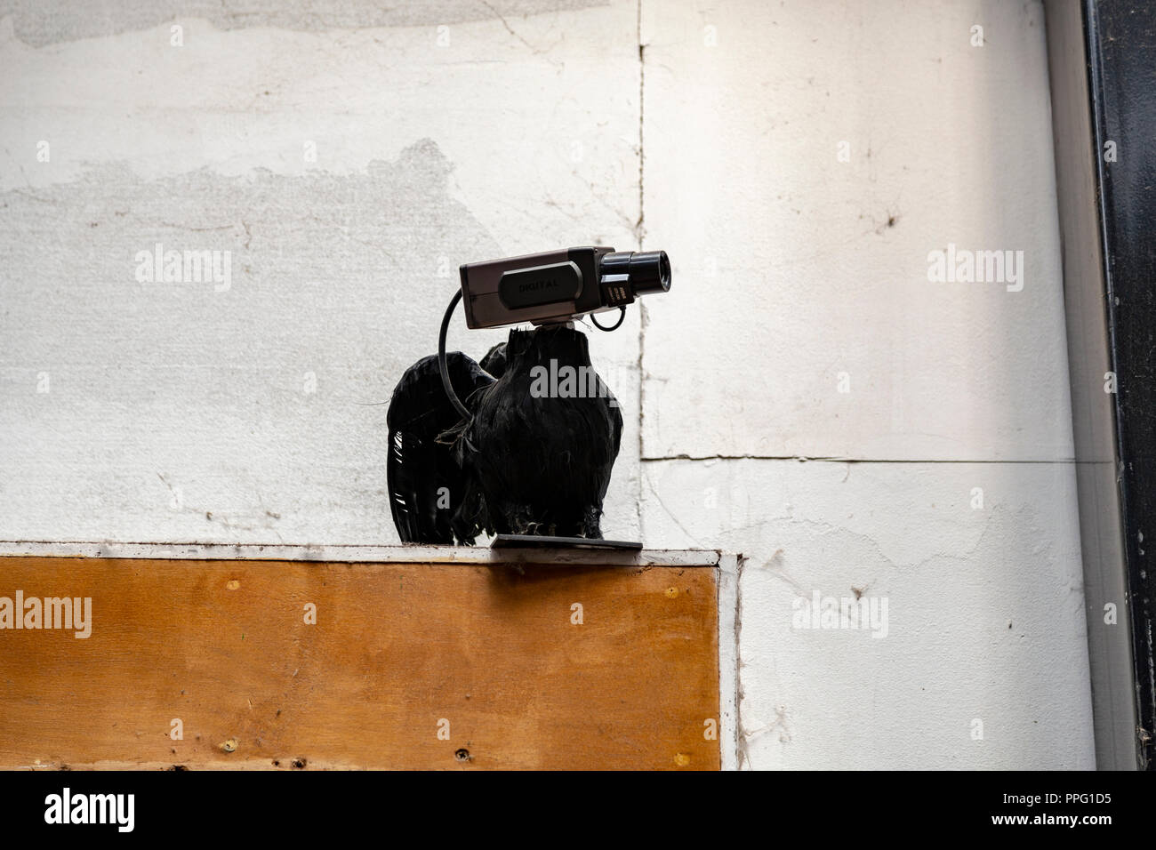 Traditional taxidermy hi-res stock photography and images - Alamy
