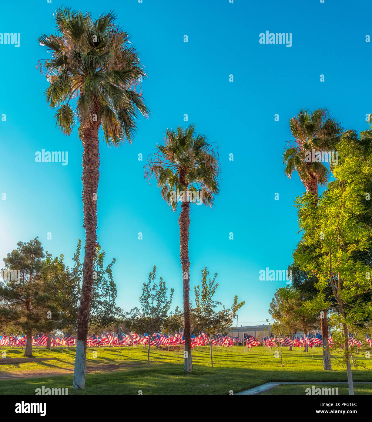 1000 palm trees hi-res stock photography and images - Alamy