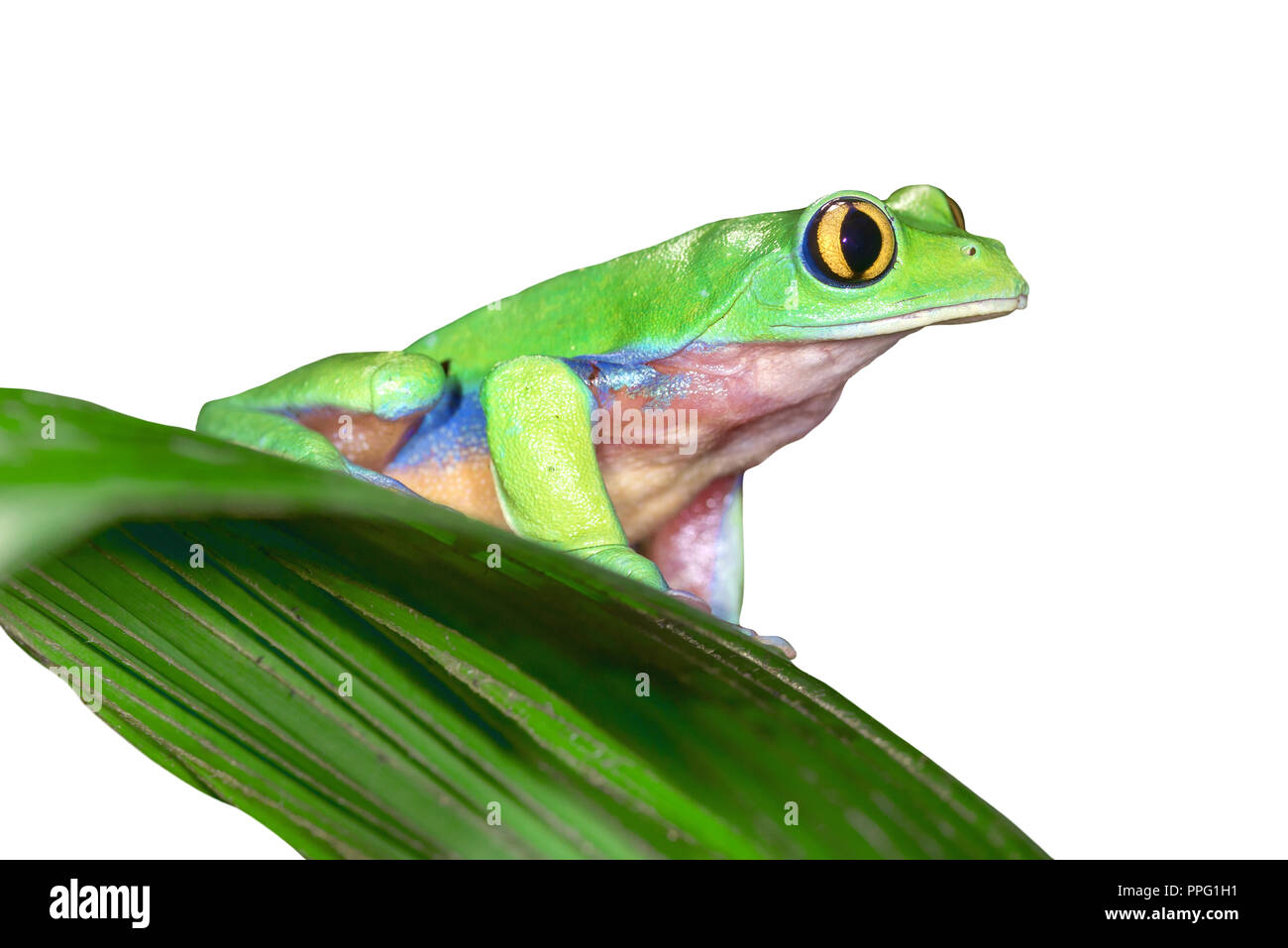 Golden-eyed Leaf Frog, “Agalychnis annae” from Costa Rica Stock Photo ...