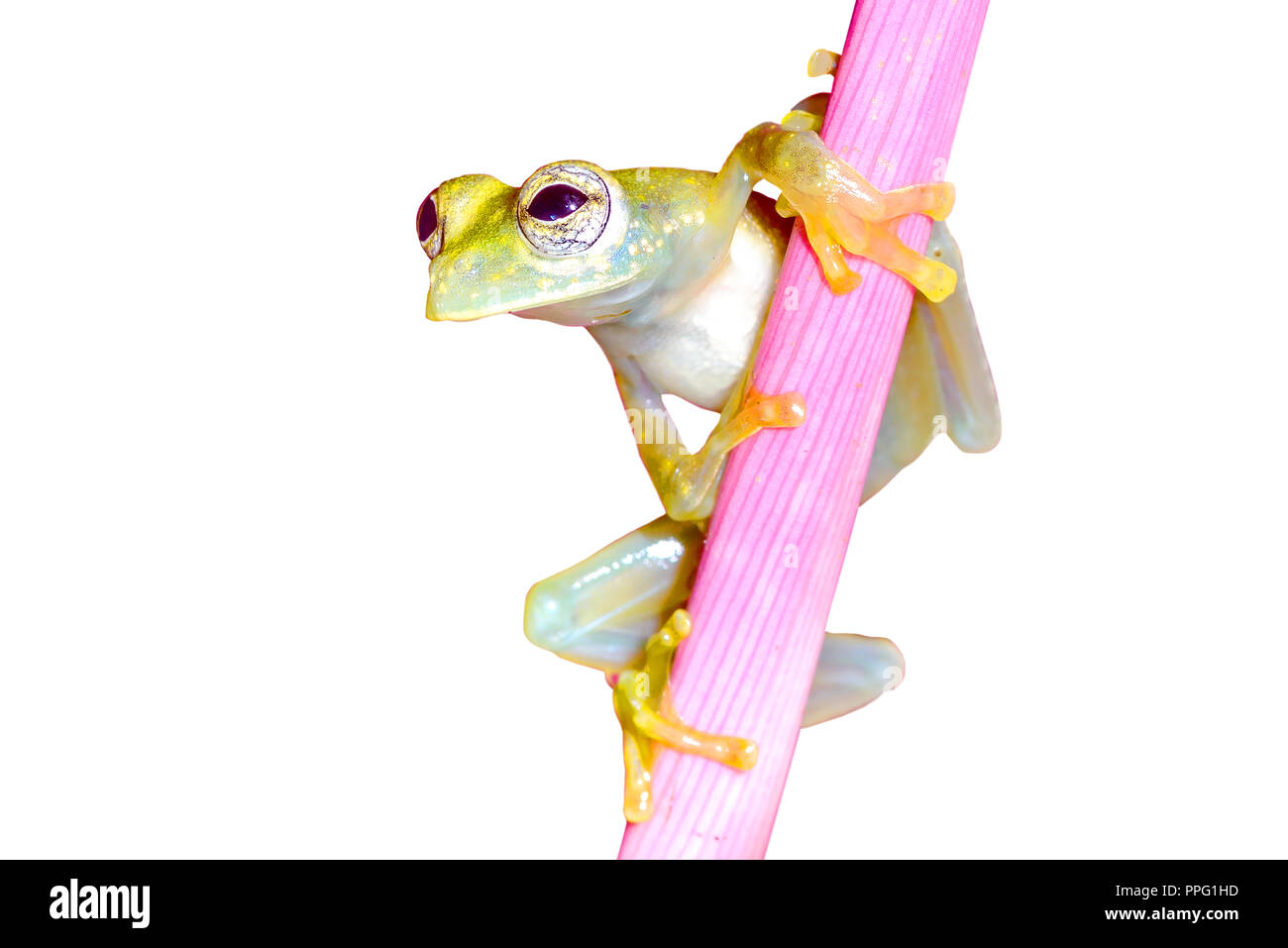 Endangered spotted tree frog hi-res stock photography and images - Alamy