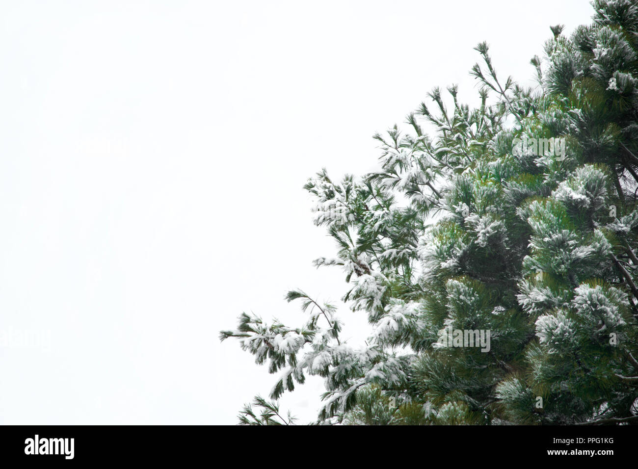 Freezing christmas hi-res stock photography and images - Alamy