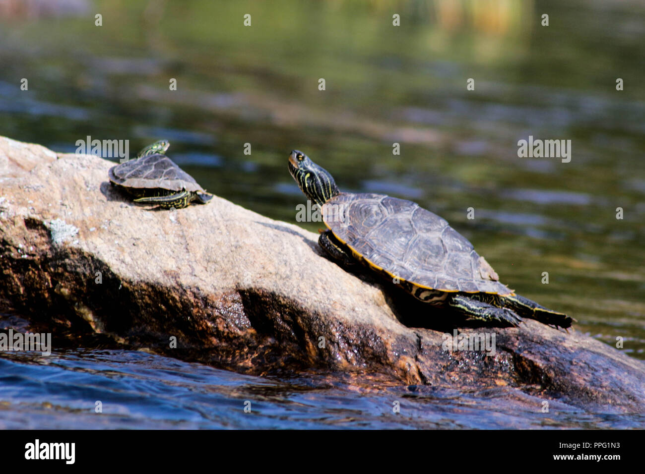 two ontario northern map turtles basking on a rock Stock Photo - Alamy