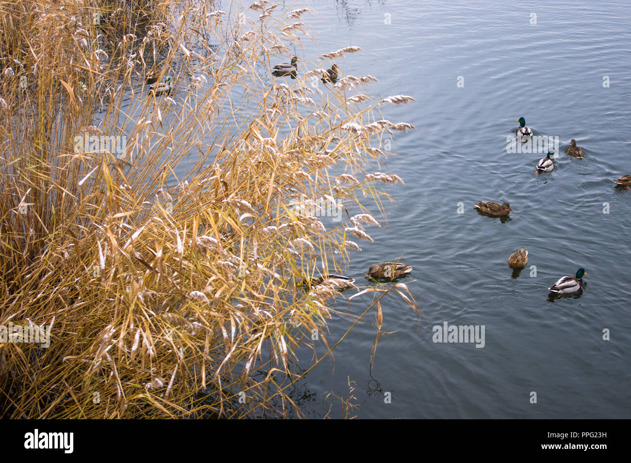 Duck with water running off bill hi-res stock photography and images ...