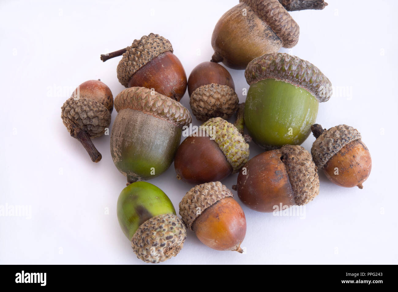 Acorns nuts hi-res stock photography and images - Alamy