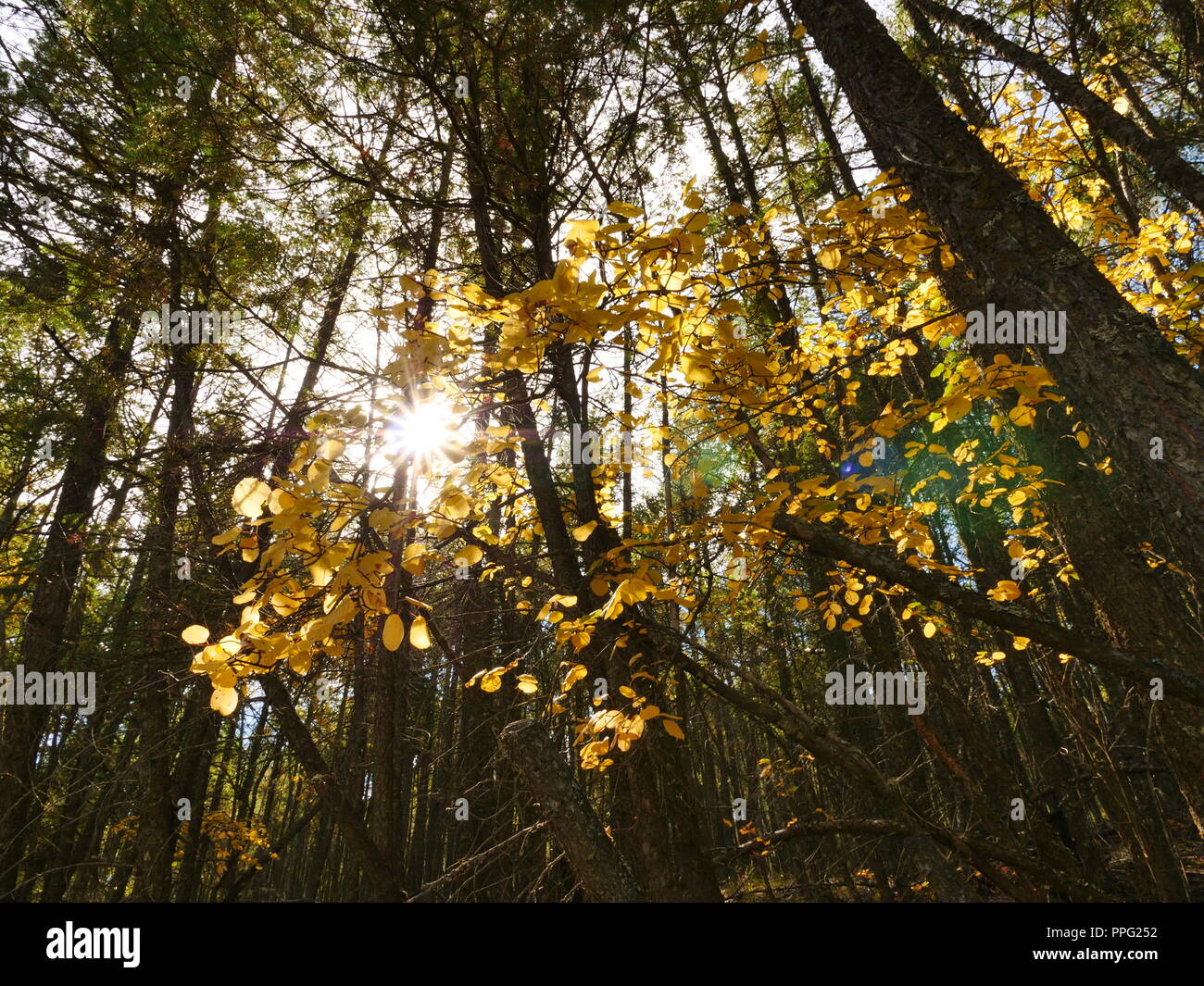 Autumn colors and scenes Stock Photo - Alamy