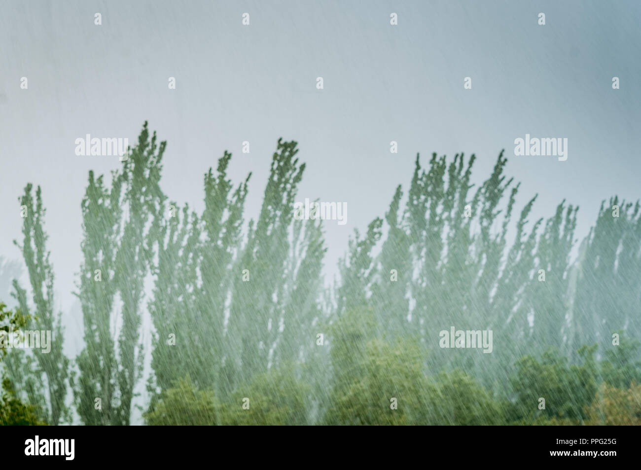 Landscape with green trees in a heavy summer rain Stock Photo - Alamy
