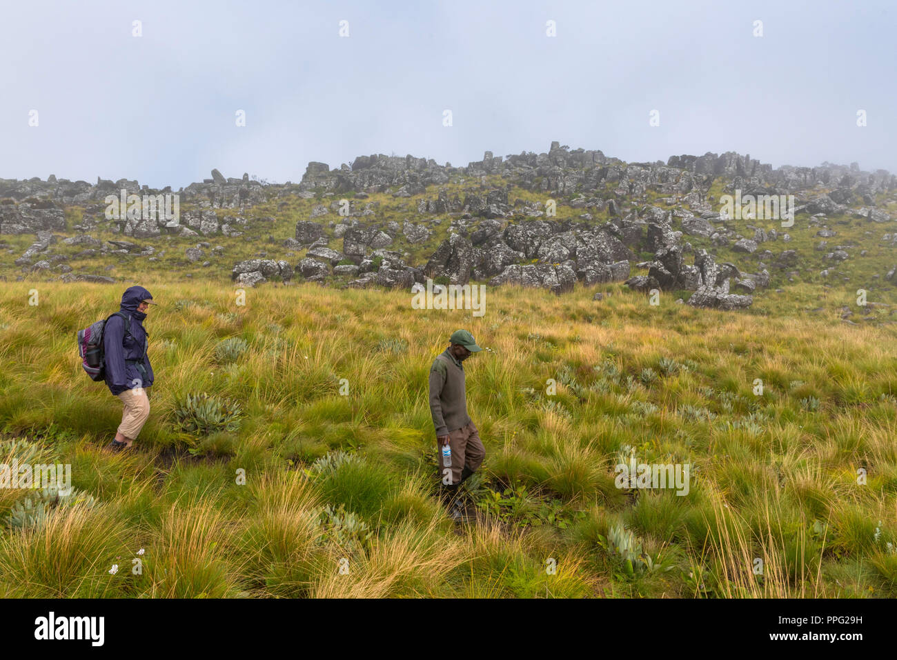 A hiker climbs the slopes of Mt Inyangani in bad weather, Nyanga ...