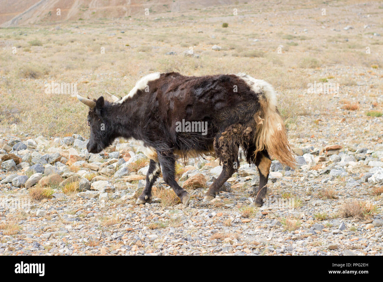 Yak tail hi-res stock photography and images - Alamy