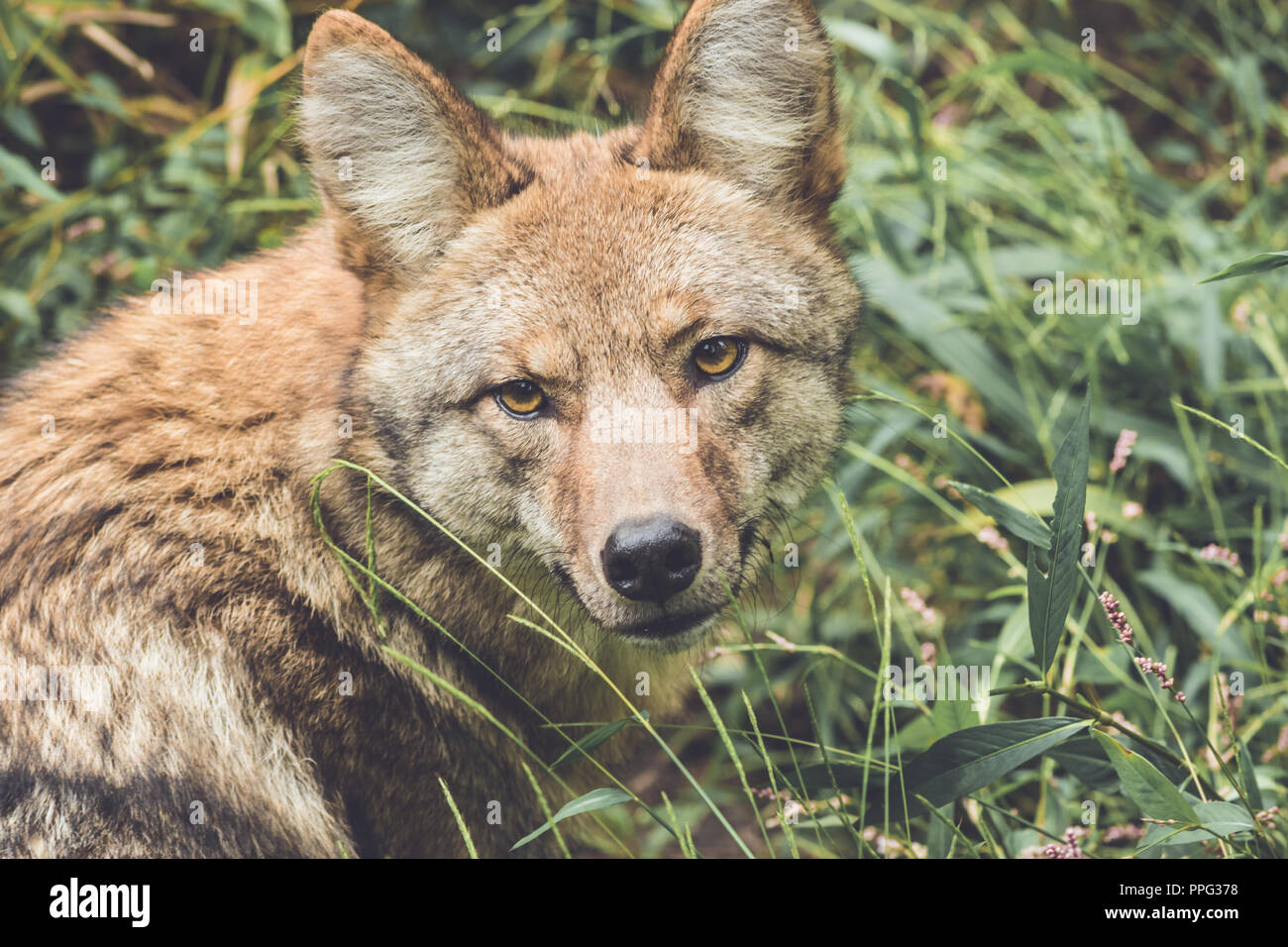 Coyote (Canis latrans) peers through thick green forest canopy in early ...