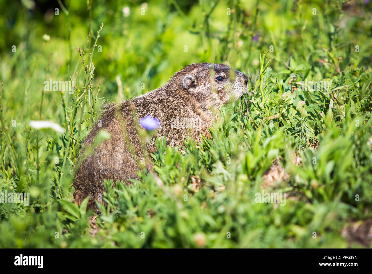 Groundhog feeding hi-res stock photography and images - Alamy