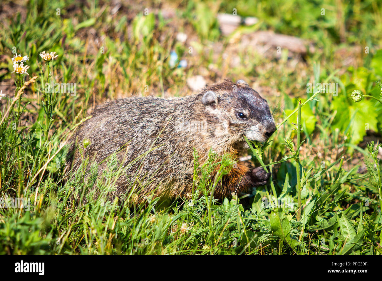 Groundhog feeding hi-res stock photography and images - Alamy