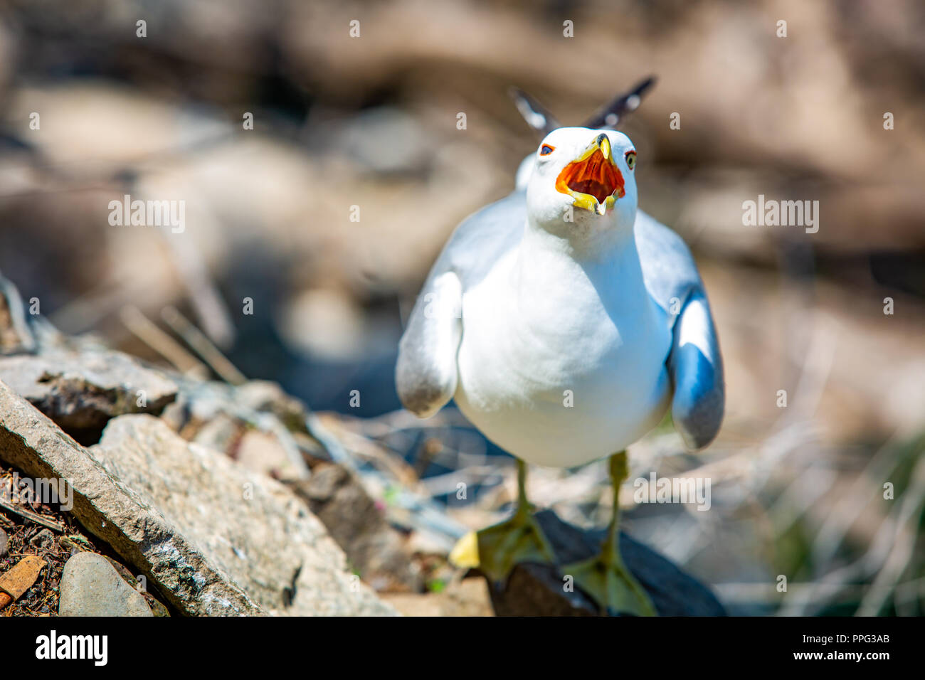 Angry seagull hi-res stock photography and images - Alamy
