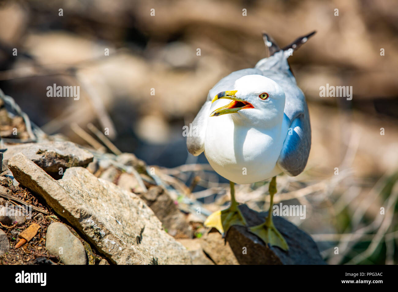Angry seagull staring at you with open mouth at day Stock Photo - Alamy