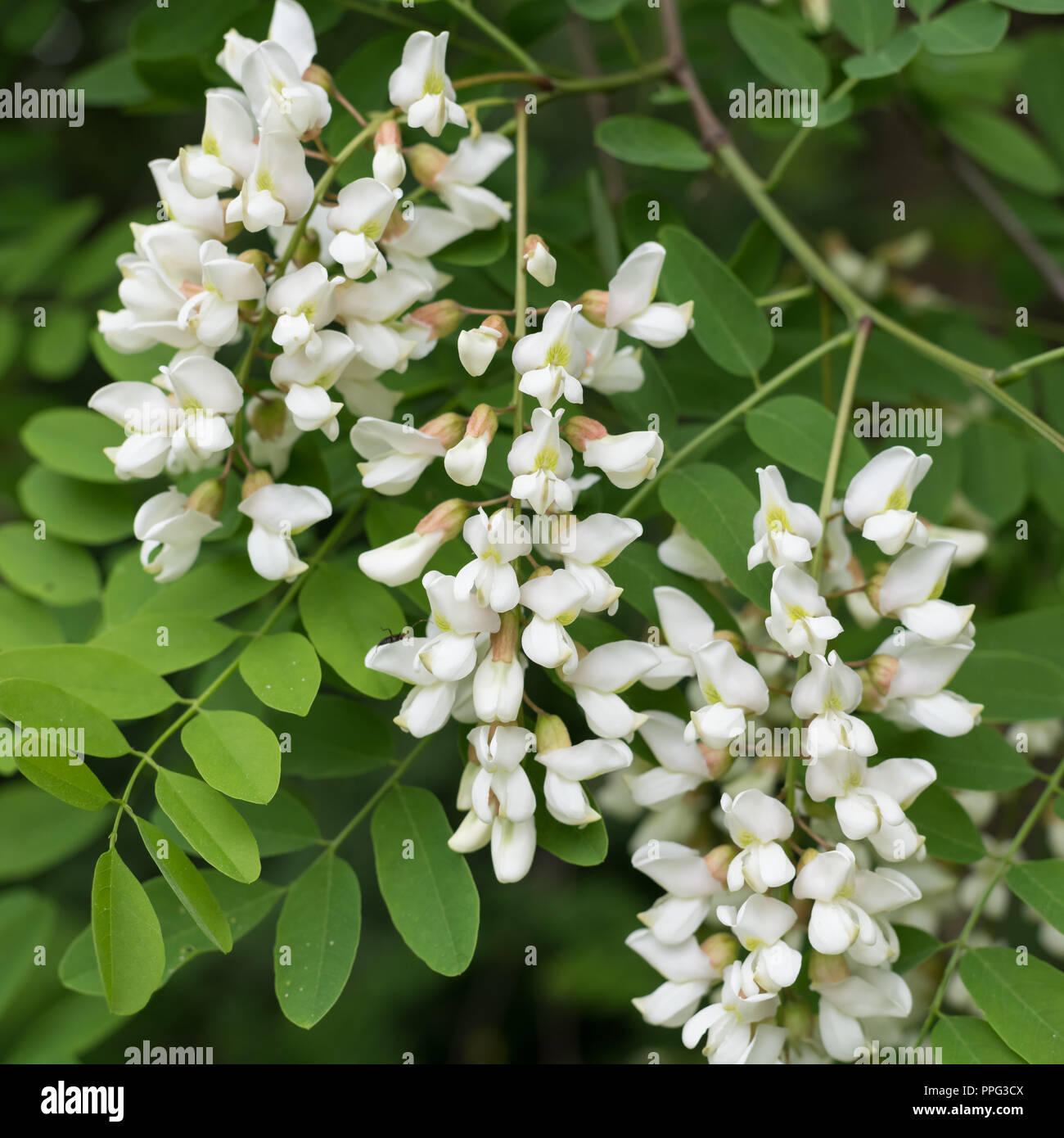 Honey Locust Tree Flowers