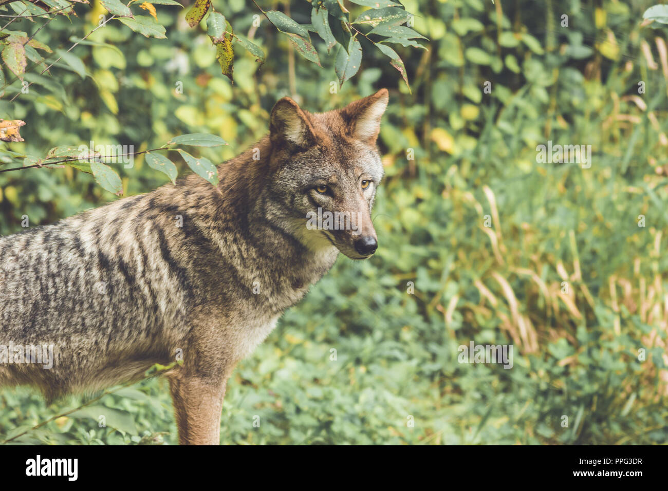 Coyote (Canis latrans) peers through thick green forest canopy in early ...