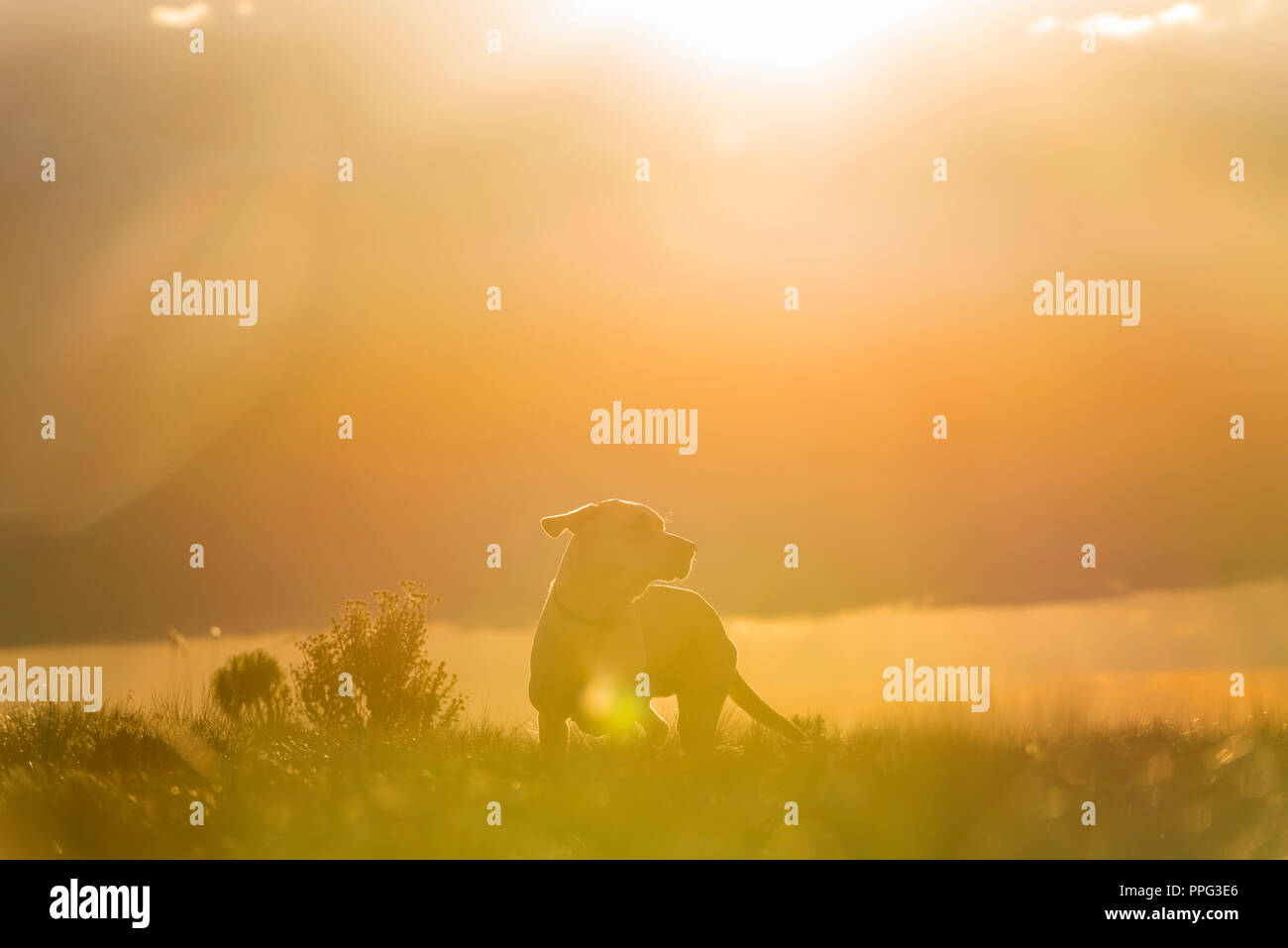 Golden labrador and man hi-res stock photography and images - Alamy