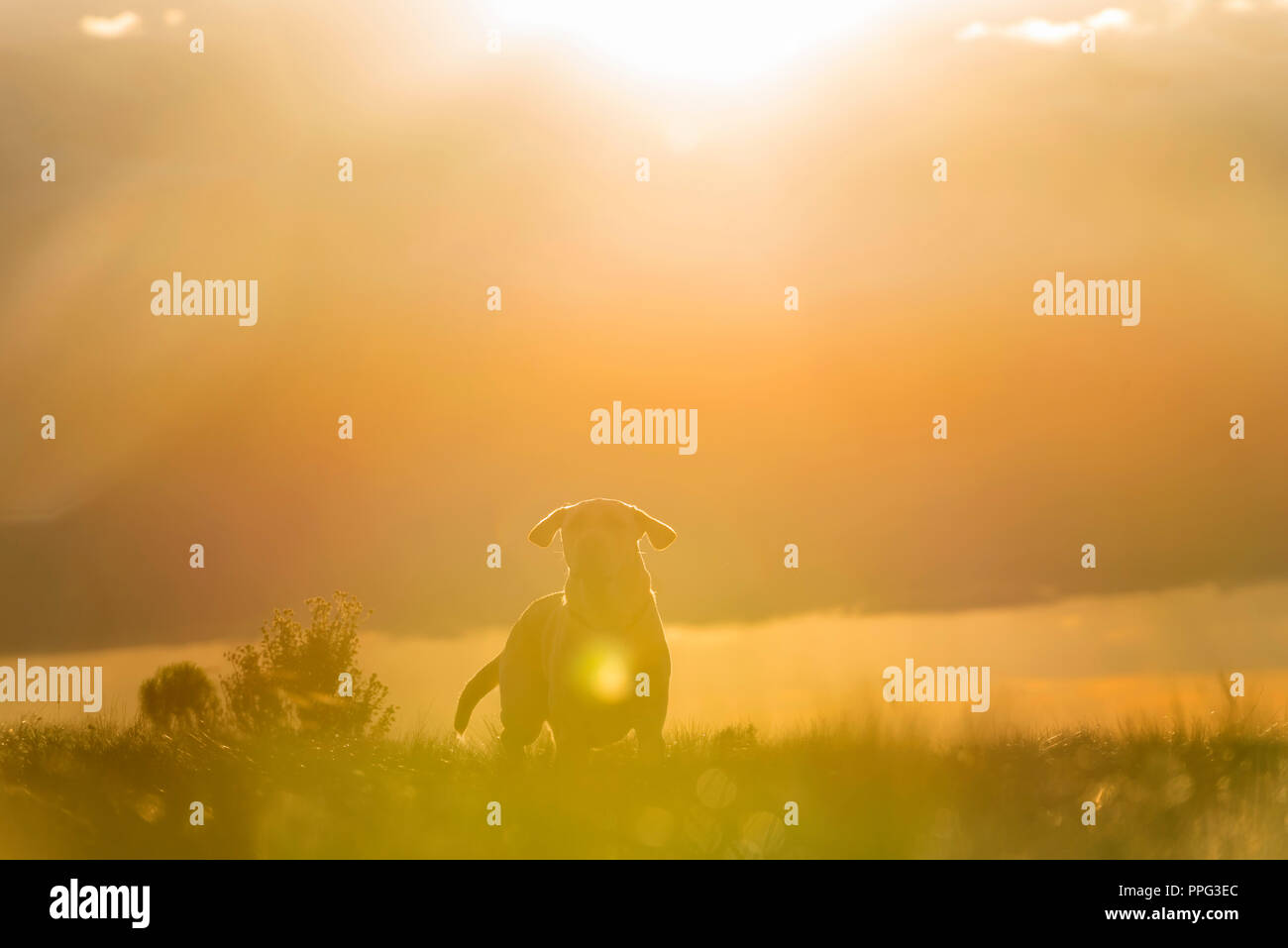 A labrador dog watches a sunset Stock Photo - Alamy