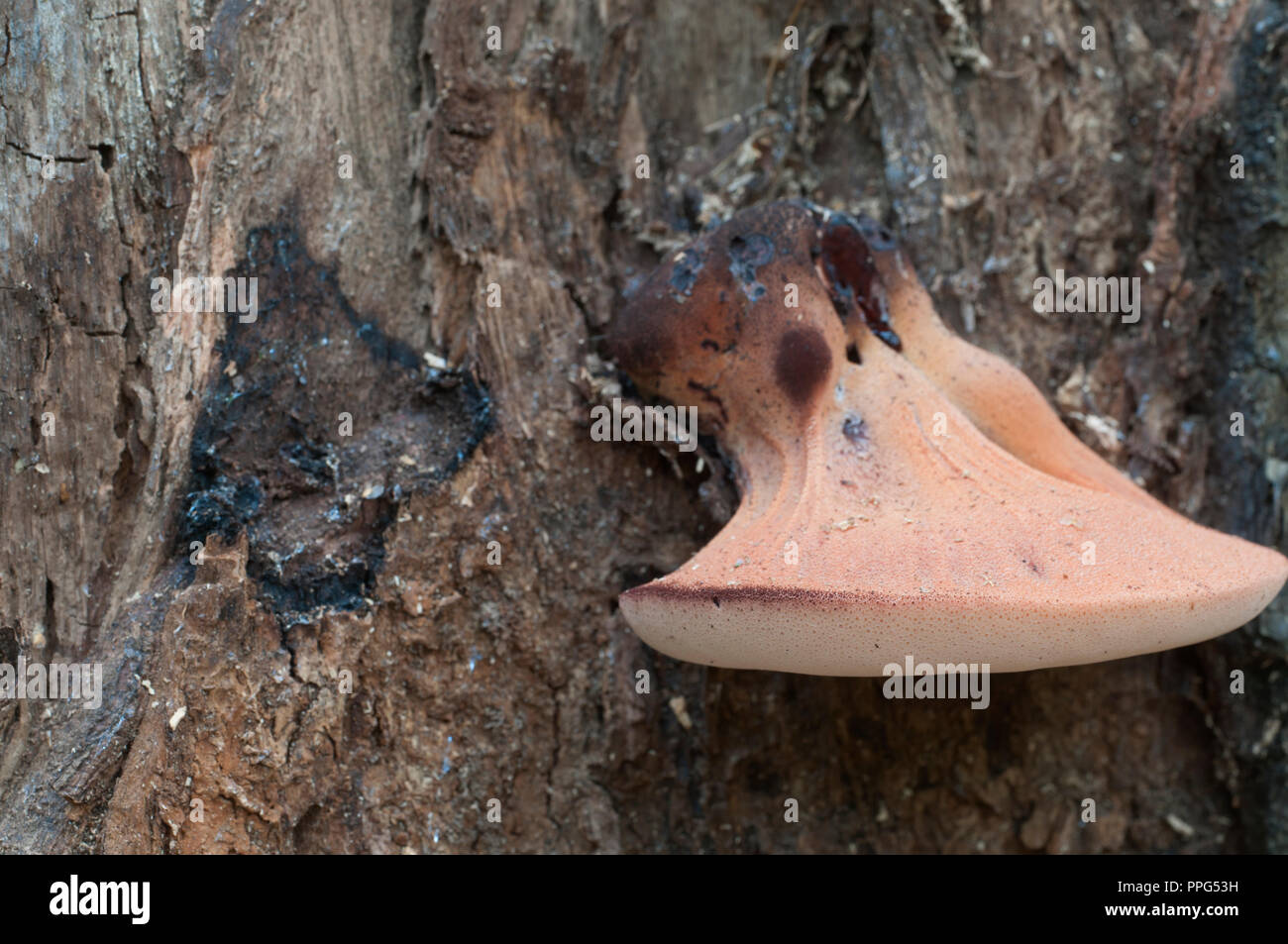 Pycnoporus cinnabarinus hi-res stock photography and images - Alamy
