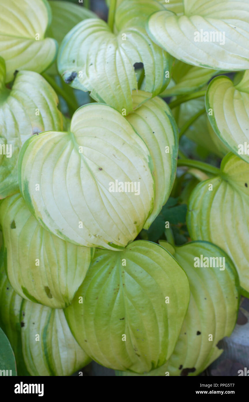 hosta plant in a decorative formal garden Stock Photo - Alamy
