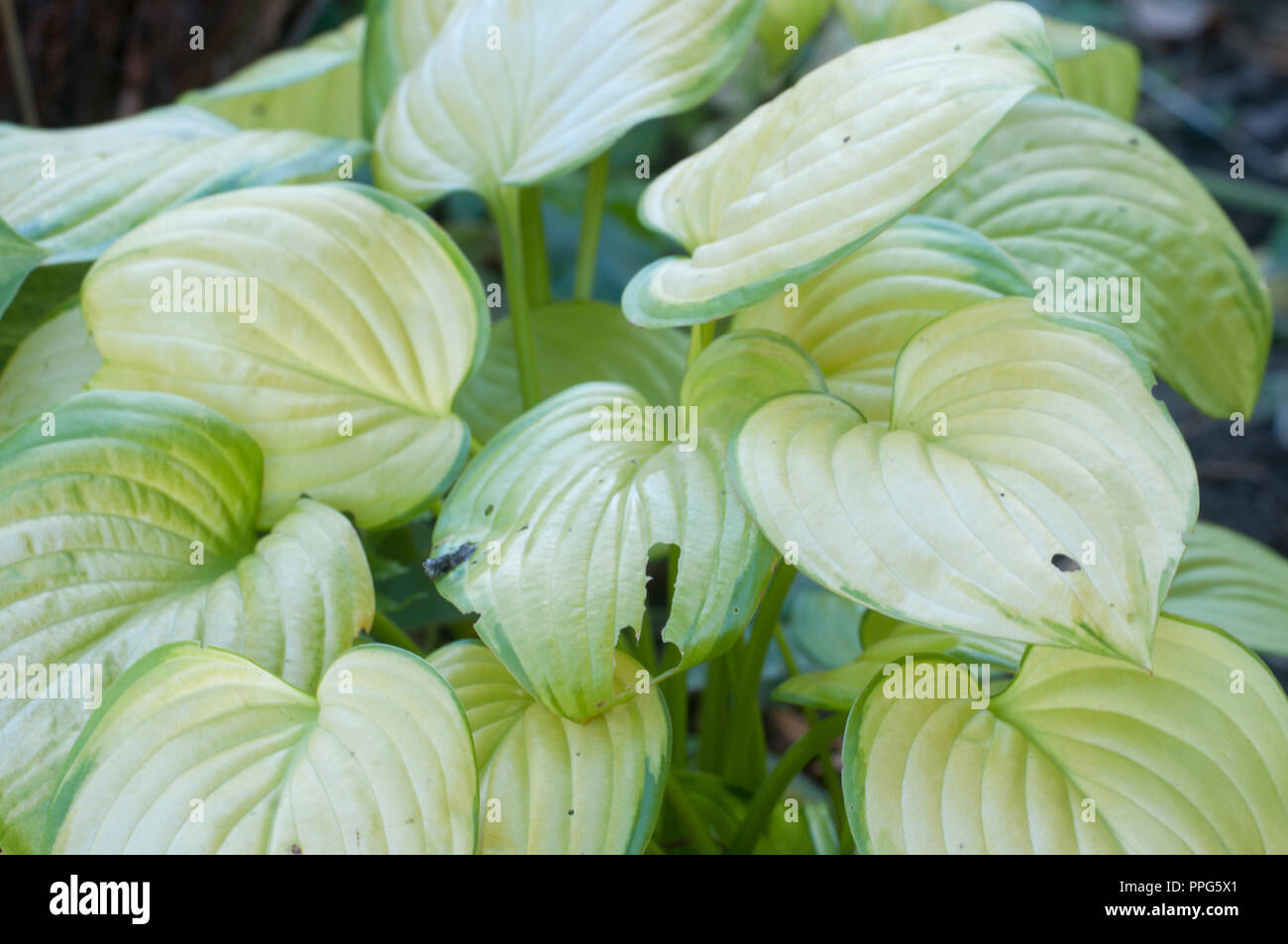hosta plant in a decorative formal garden Stock Photo - Alamy