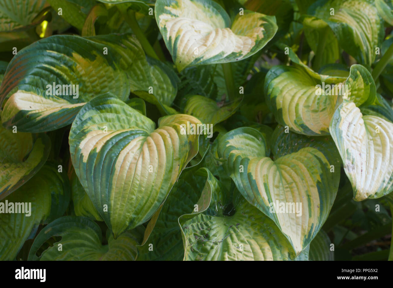 hosta plant in a decorative formal garden Stock Photo - Alamy