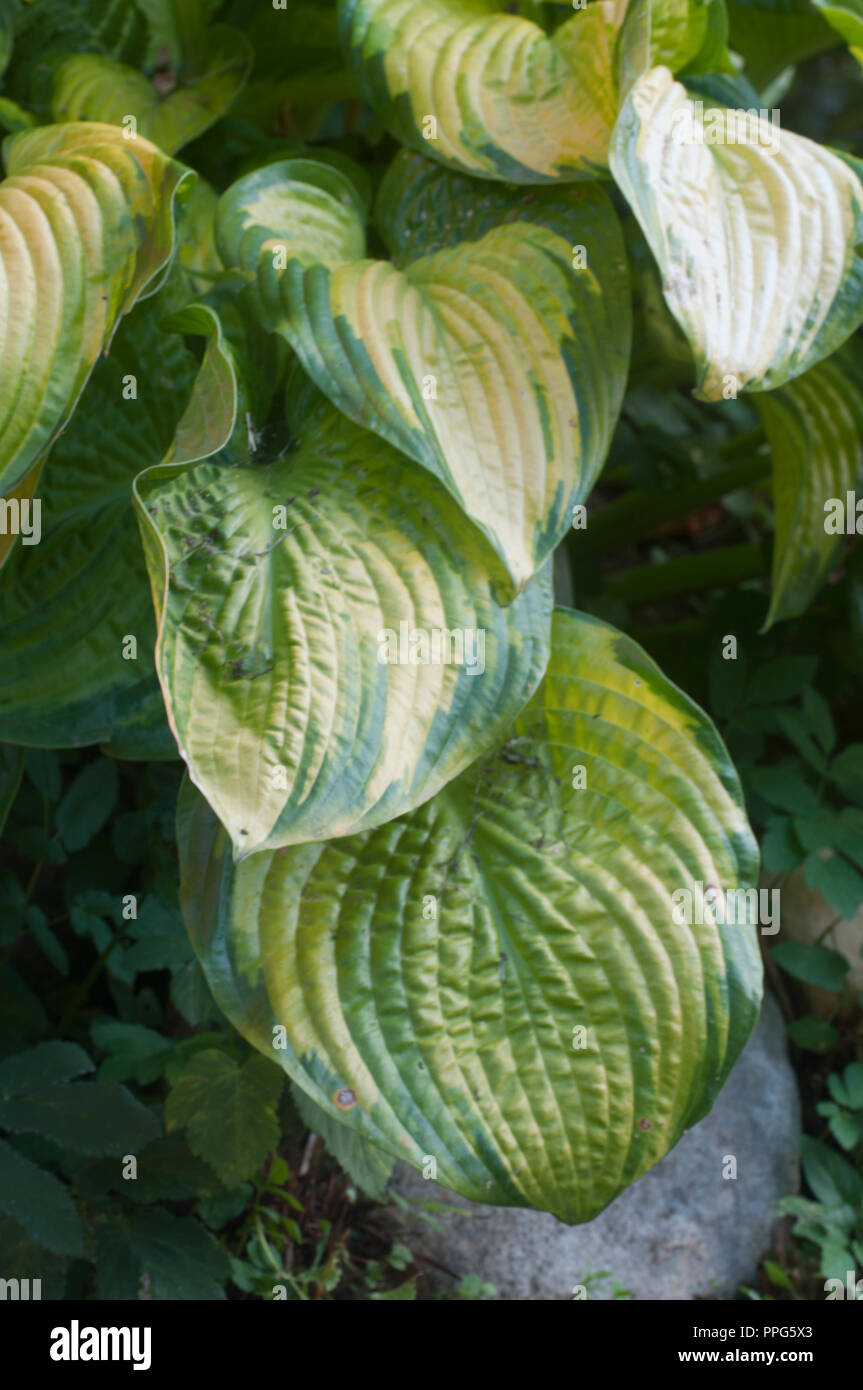 hosta plant in a decorative formal garden Stock Photo - Alamy