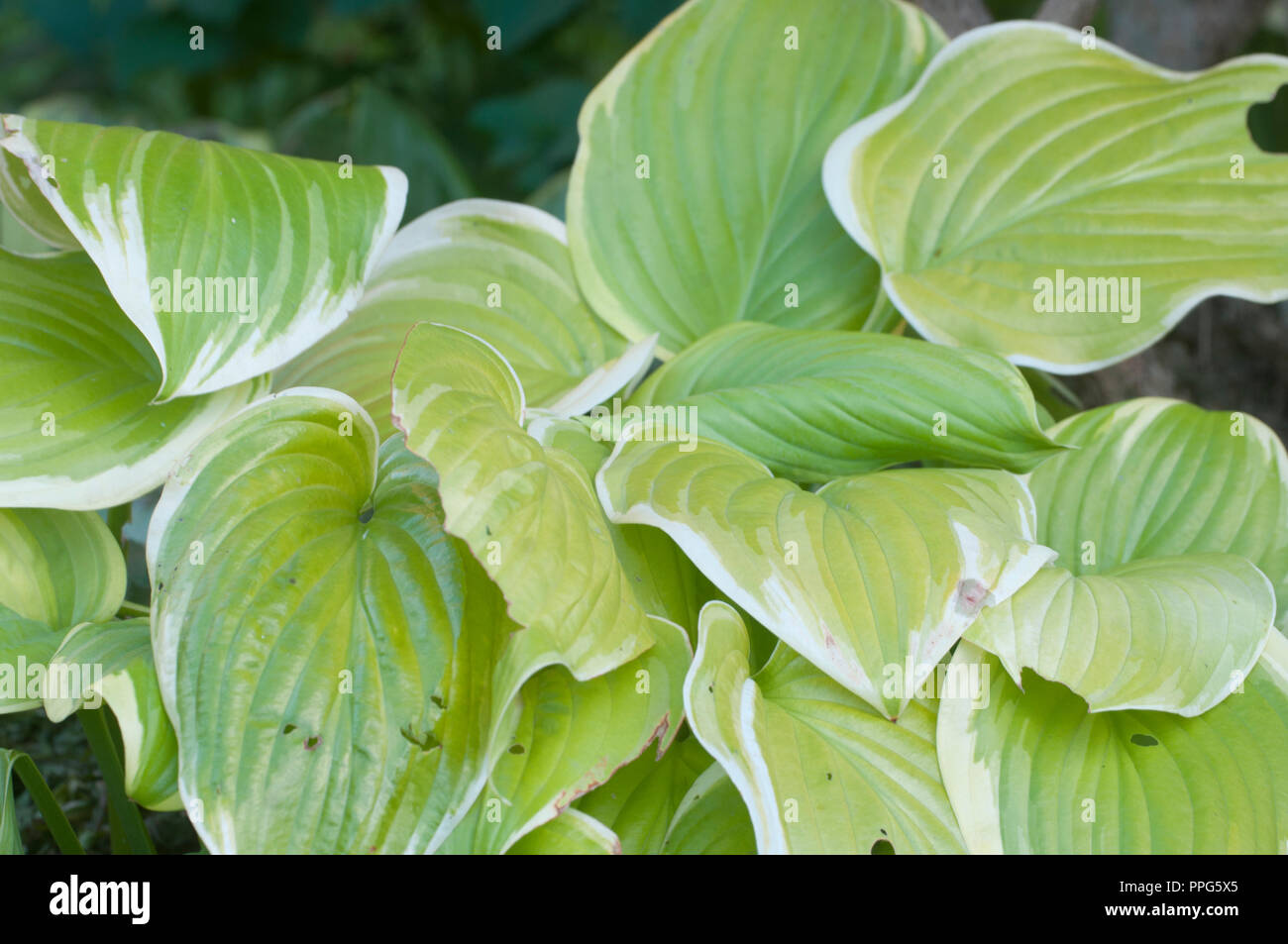 hosta plant in a decorative formal garden Stock Photo - Alamy