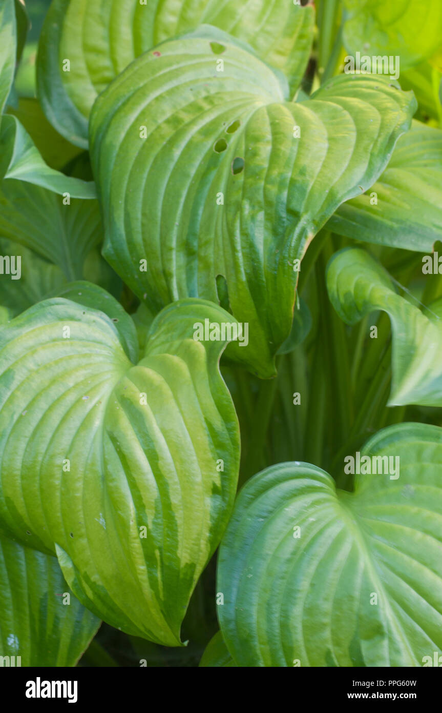 hosta plant in a decorative formal garden Stock Photo - Alamy