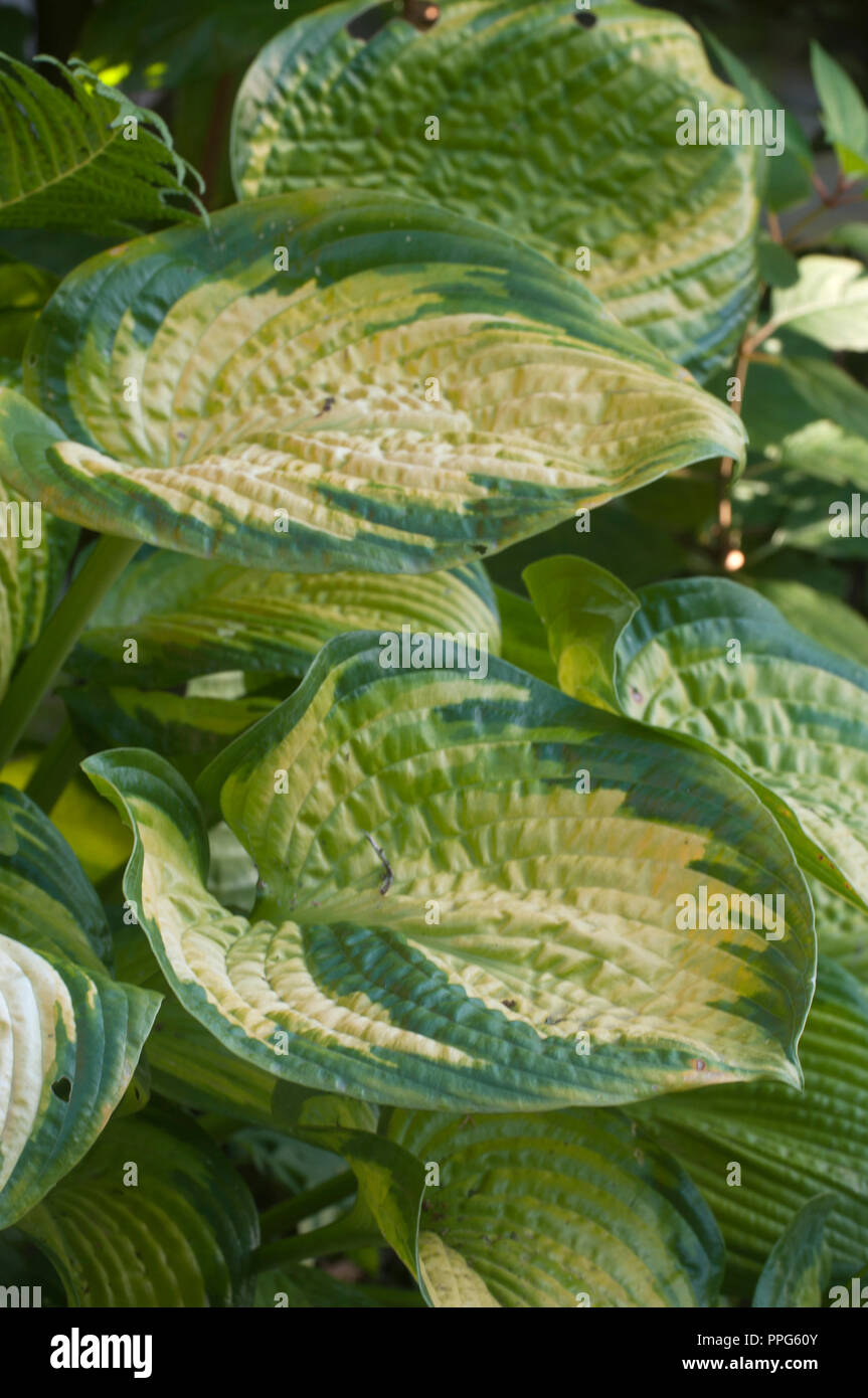 hosta plant in a decorative formal garden Stock Photo - Alamy