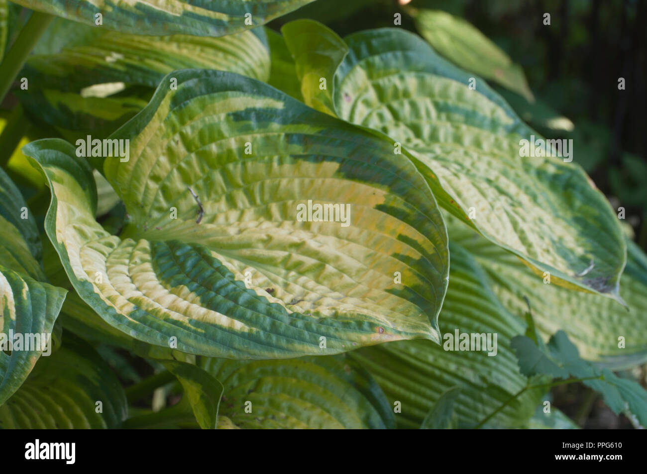 hosta plant in a decorative formal garden Stock Photo - Alamy