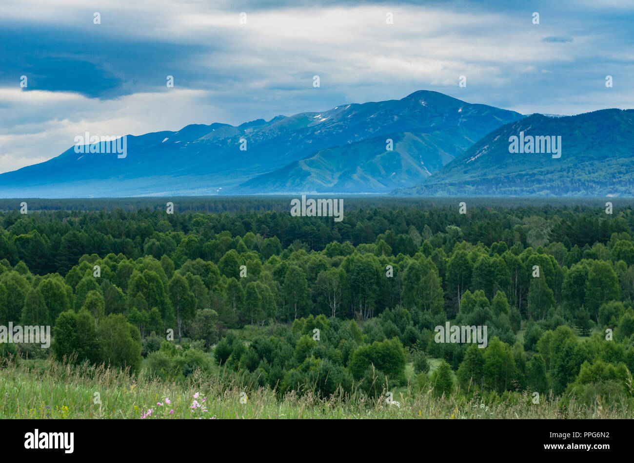 Tall grass meadow with the forest, mountains and cloudy sky in the ...