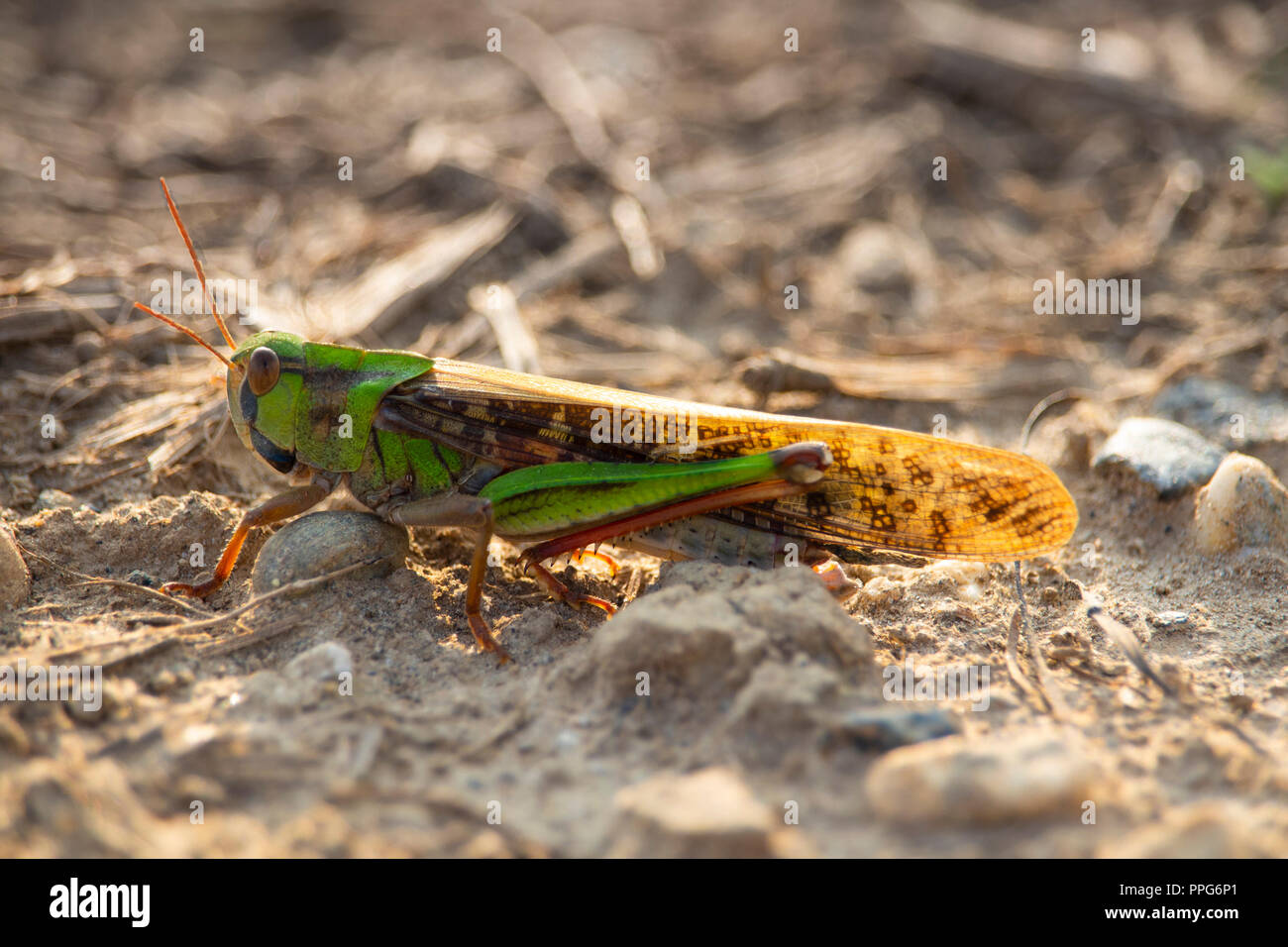 Sand hopper hi-res stock photography and images - Alamy