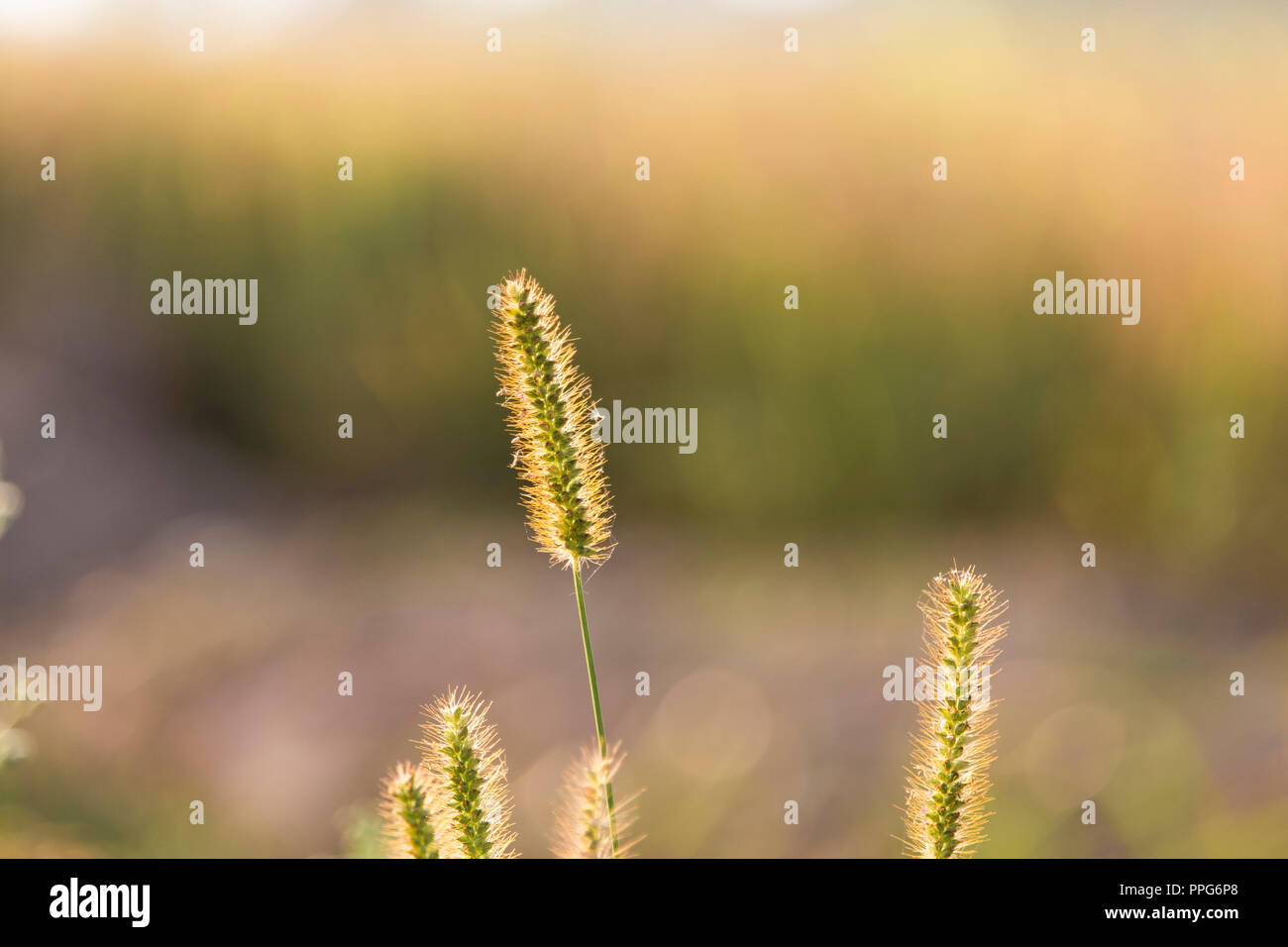 Awesome grass hi-res stock photography and images - Alamy
