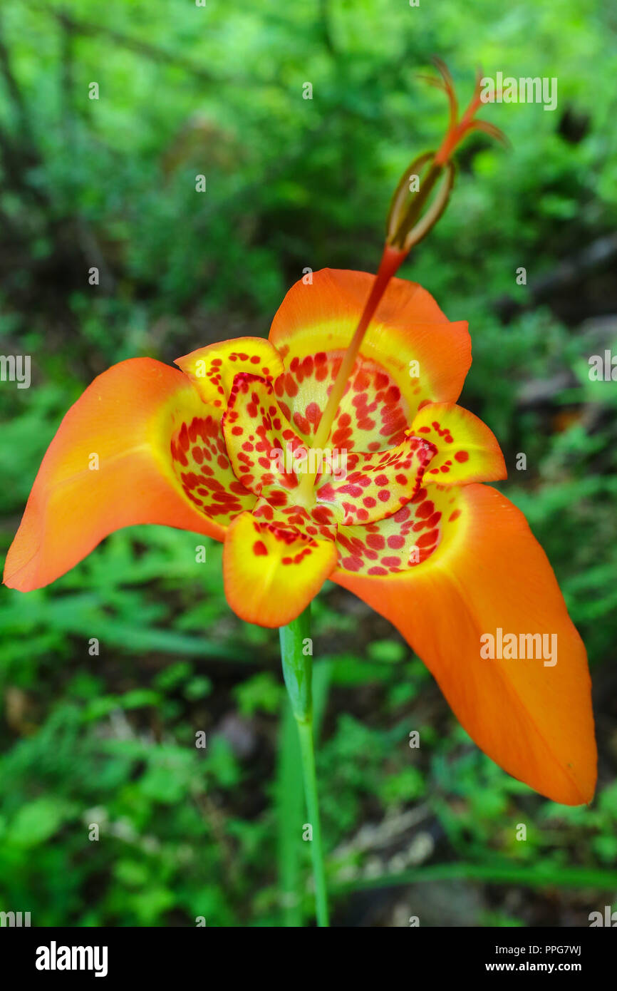 flower Oceloxóchitl, Tigridia pavonia. Tigridia Pavonia endemic to ...