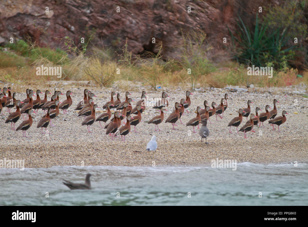 Report of the fishing port of Guaymas Sonora. Reportaje del puerto ...