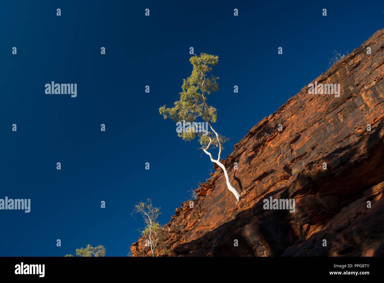 Livistona mariae, Red cabbage palm, Palm Valley, Namatjira, Wes ...