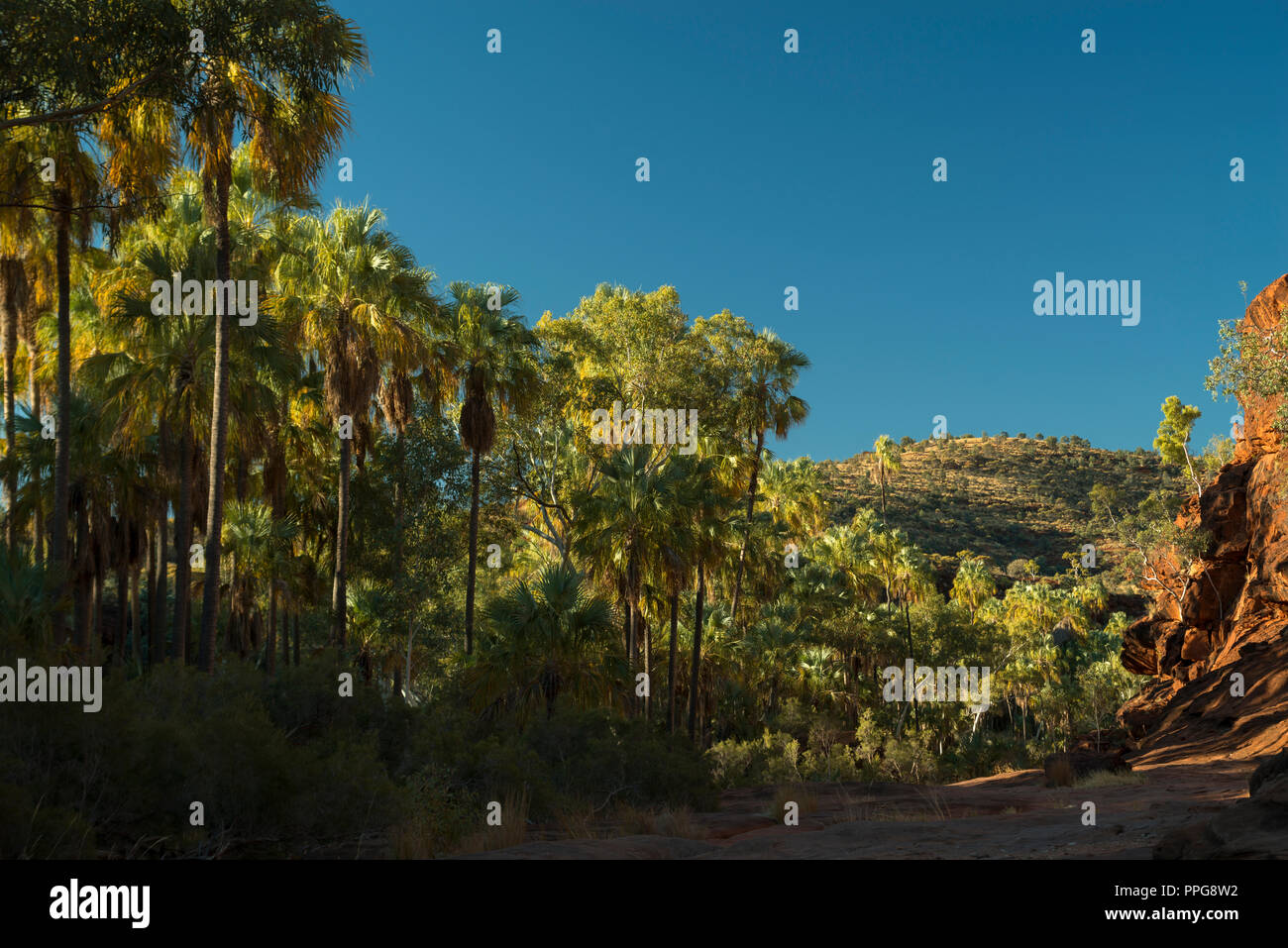 Livistona mariae, Red cabbage palm, Palm Valley, Namatjira, Wes ...