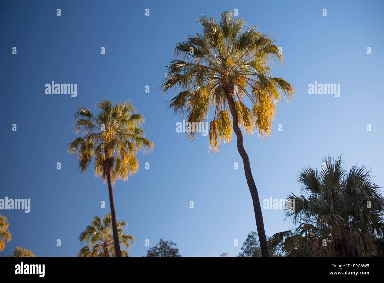Livistona mariae, Red cabbage palm, Palm Valley, Namatjira, Wes ...