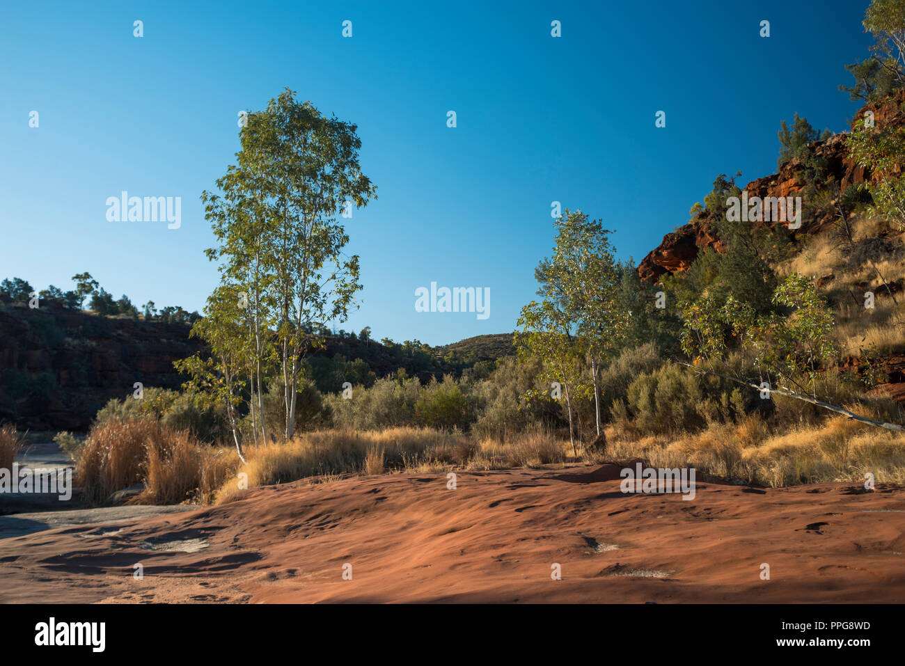 Livistona mariae, Red cabbage palm, Palm Valley, Namatjira, Wes ...