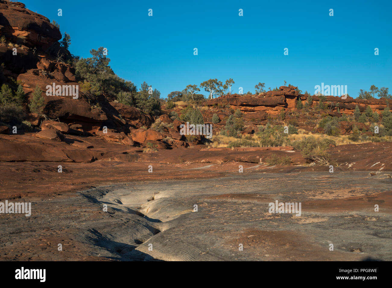Livistona mariae, Red cabbage palm, Palm Valley, Namatjira, Wes ...