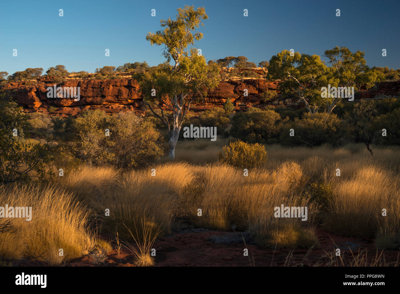 Livistona mariae, Red cabbage palm, Palm Valley, Namatjira, Wes ...
