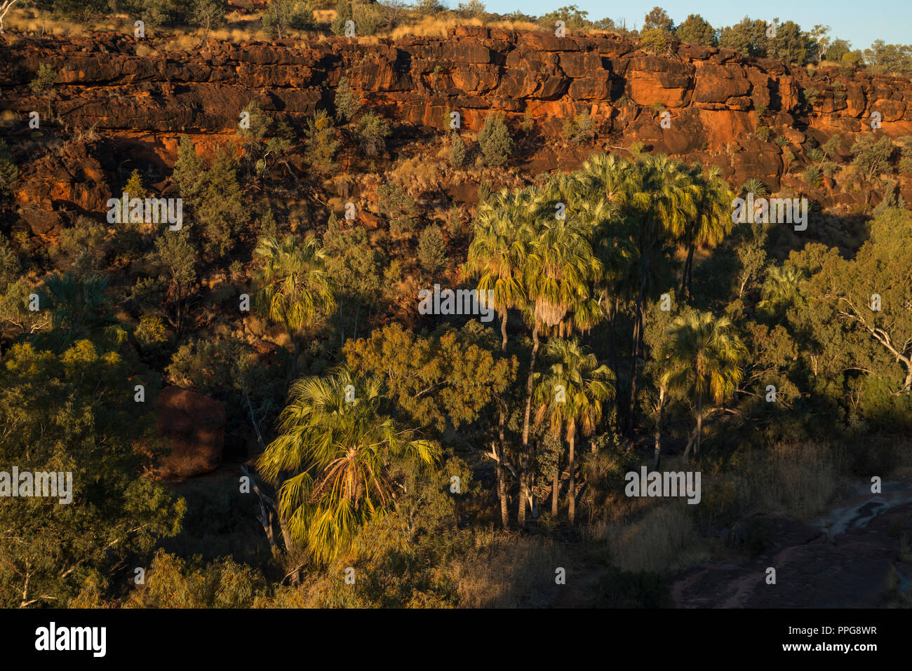 Livistona mariae, Red cabbage palm, Palm Valley, Namatjira, Wes ...