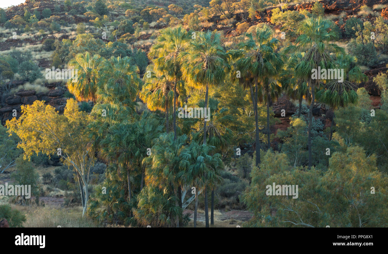 Livistona mariae, Red cabbage palm, Palm Valley, Namatjira, Wes ...