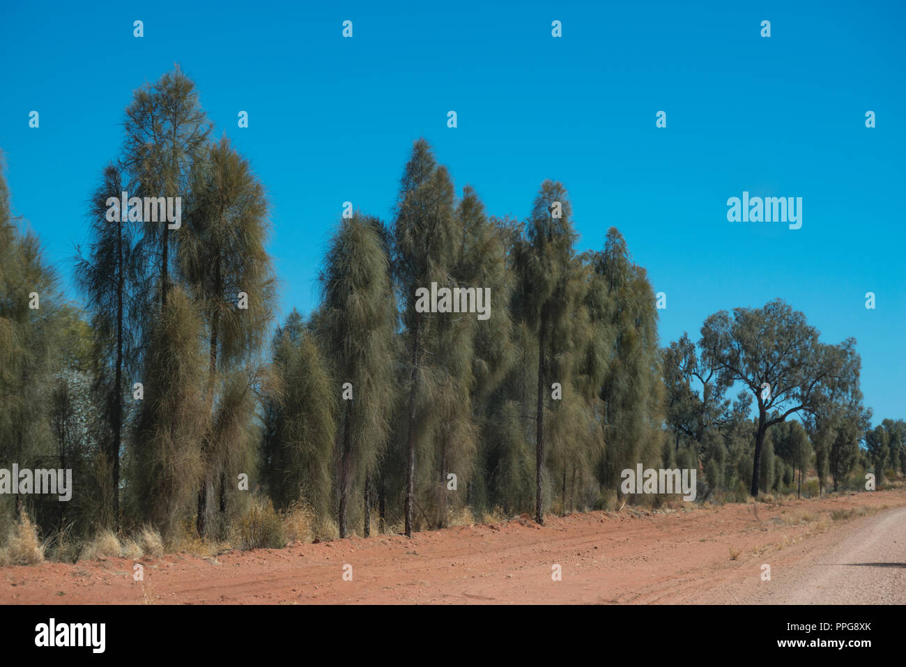 desert oak, allocasuarina decaisneana, in the Australian Outback of the ...