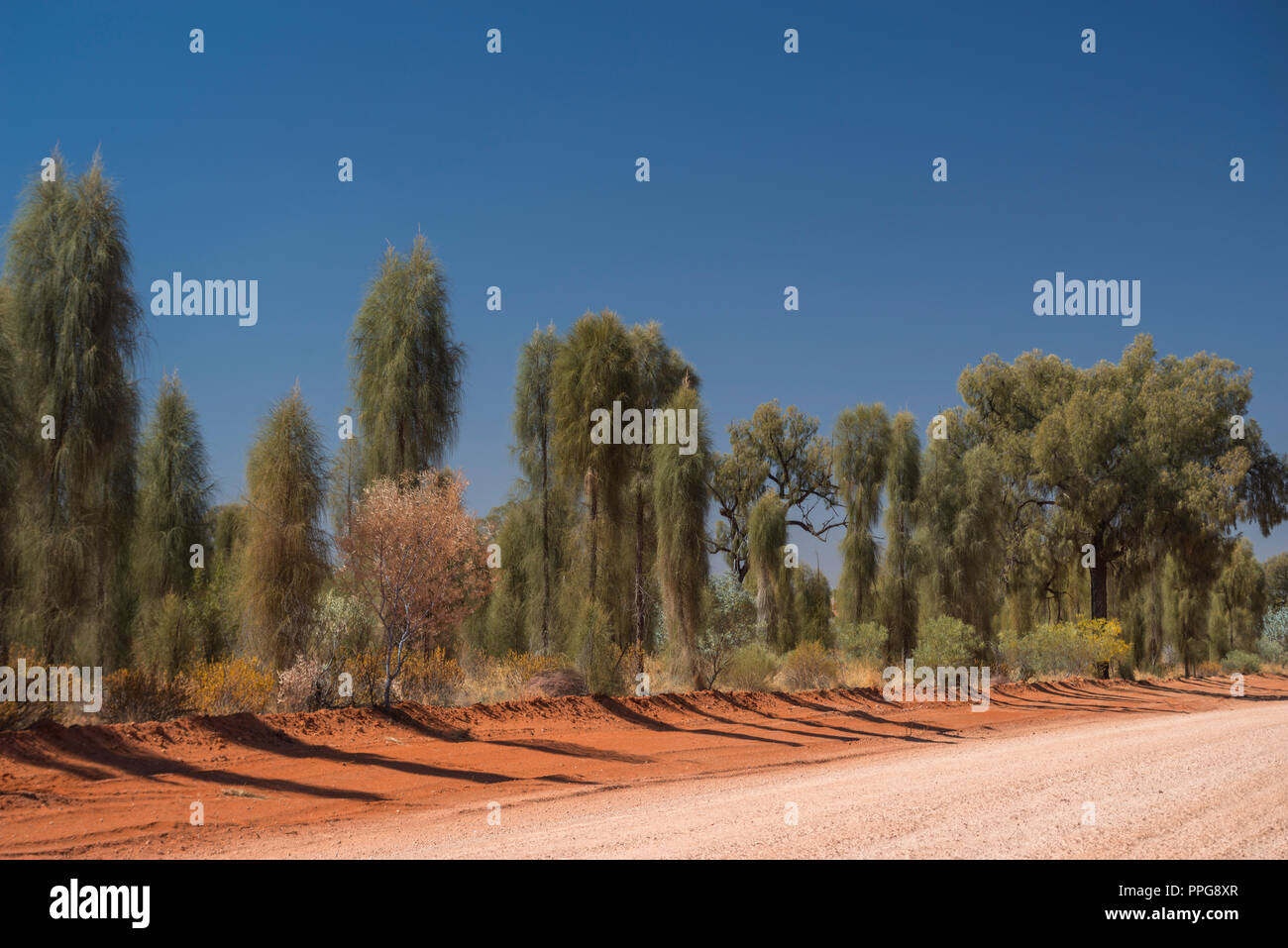 desert oak, allocasuarina decaisneana, in the Australian Outback of the ...