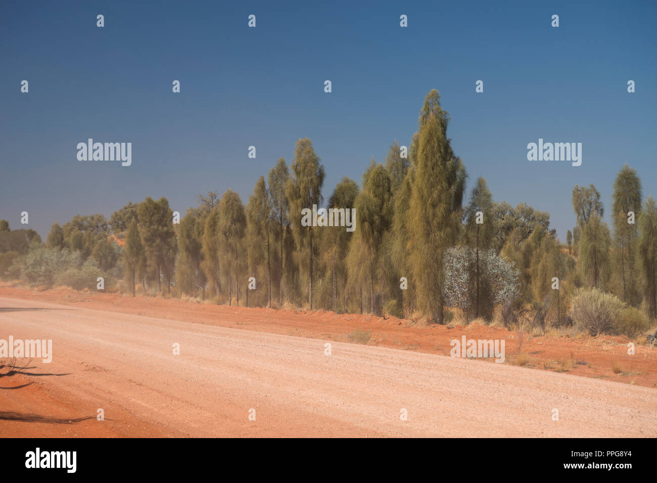 desert oak, allocasuarina decaisneana, in the Australian Outback of the ...