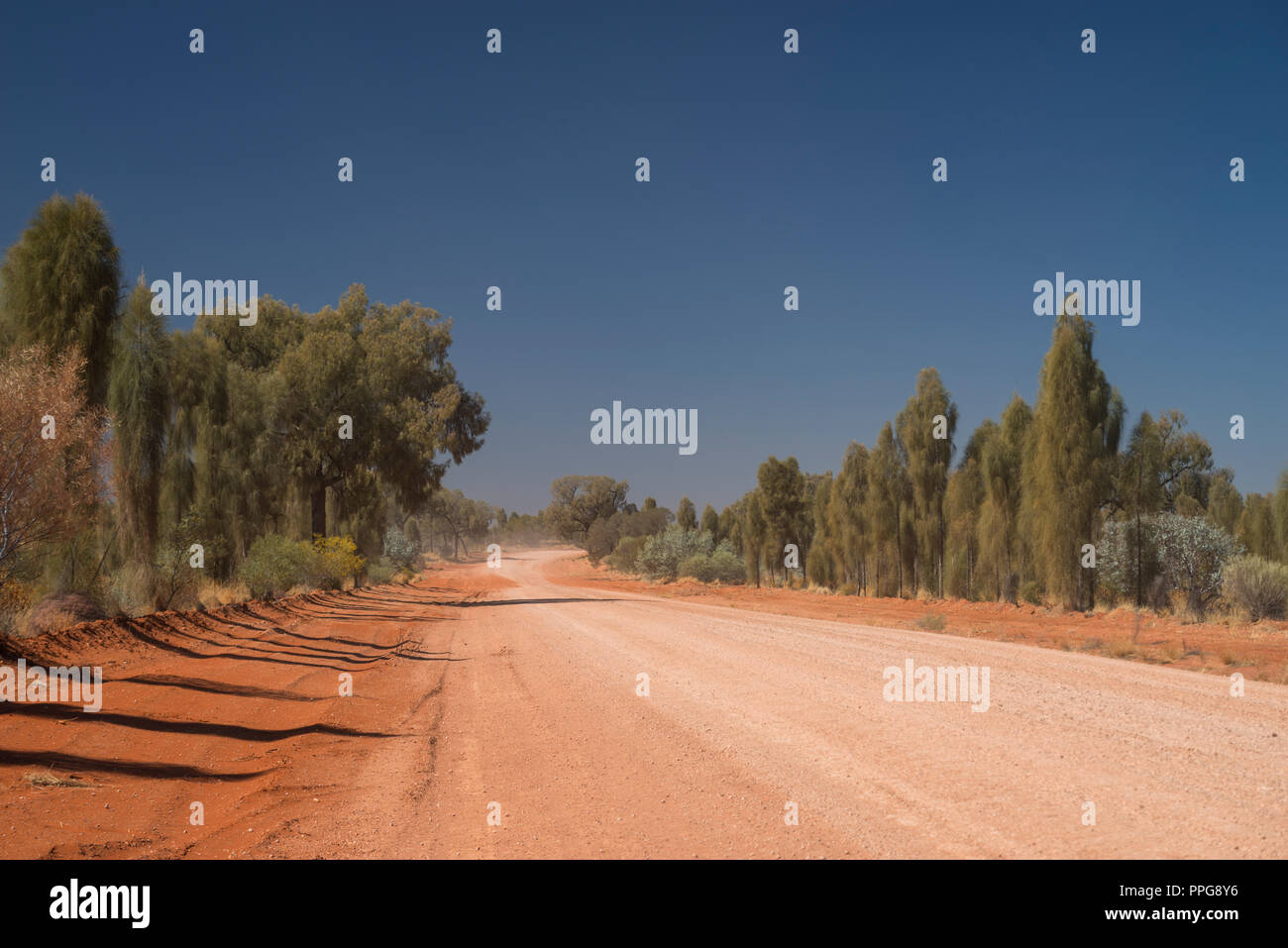 desert oak, allocasuarina decaisneana, in the Australian Outback of the ...
